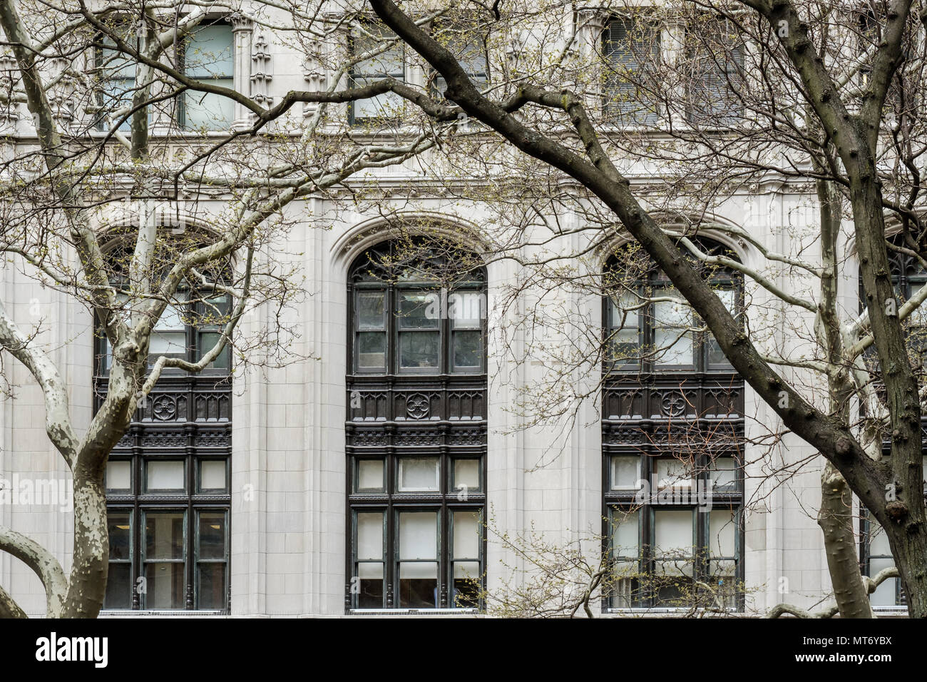 Urban details of tree branches against big windows Stock Photo - Alamy