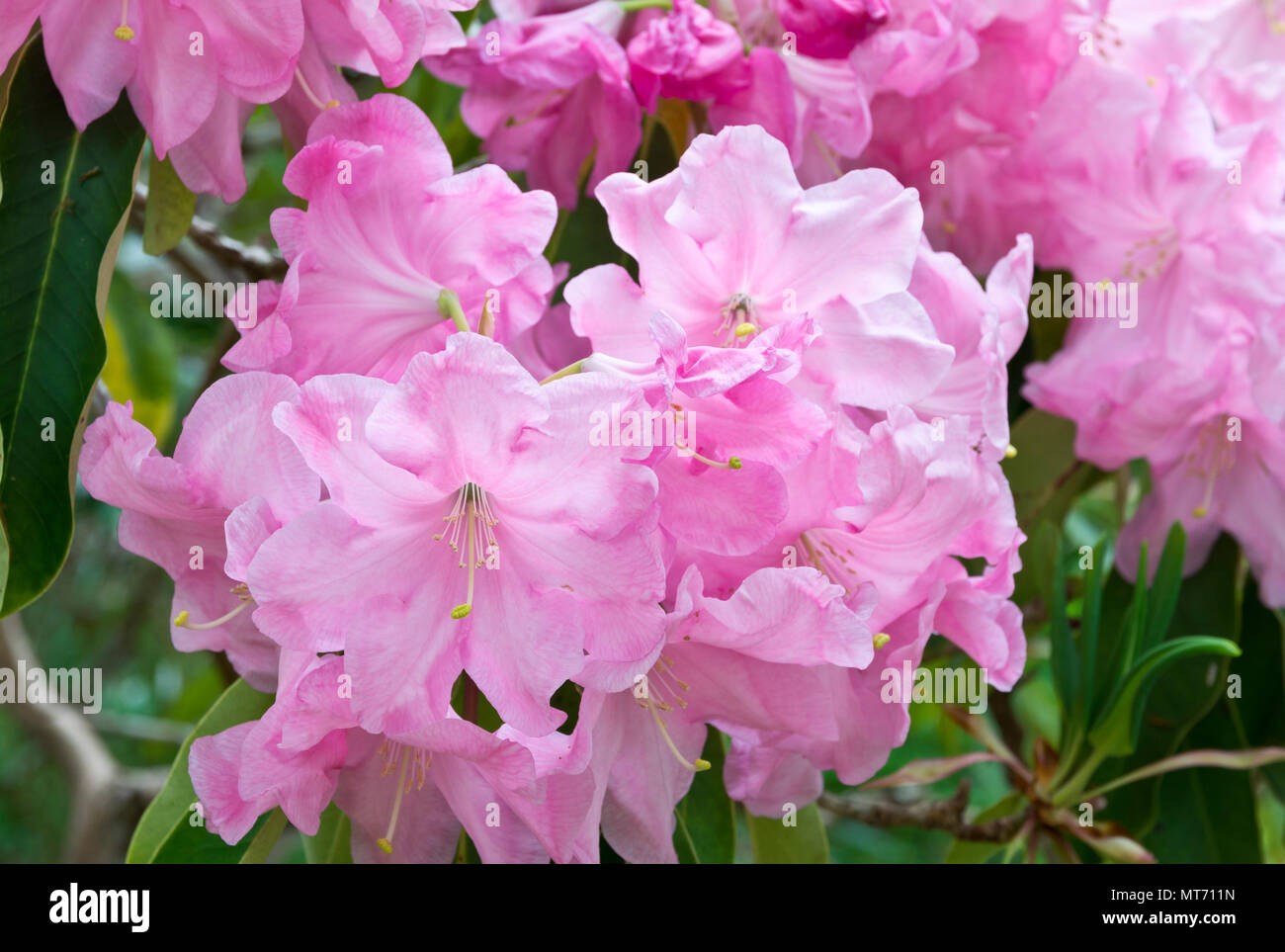 Shrubs Pink Rhododendron Shrub High Resolution Stock Photography and ...