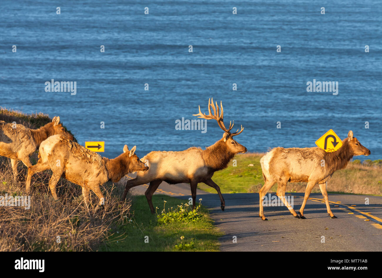Tule elk bull and its cows were crossing the road in Point Reyes ...