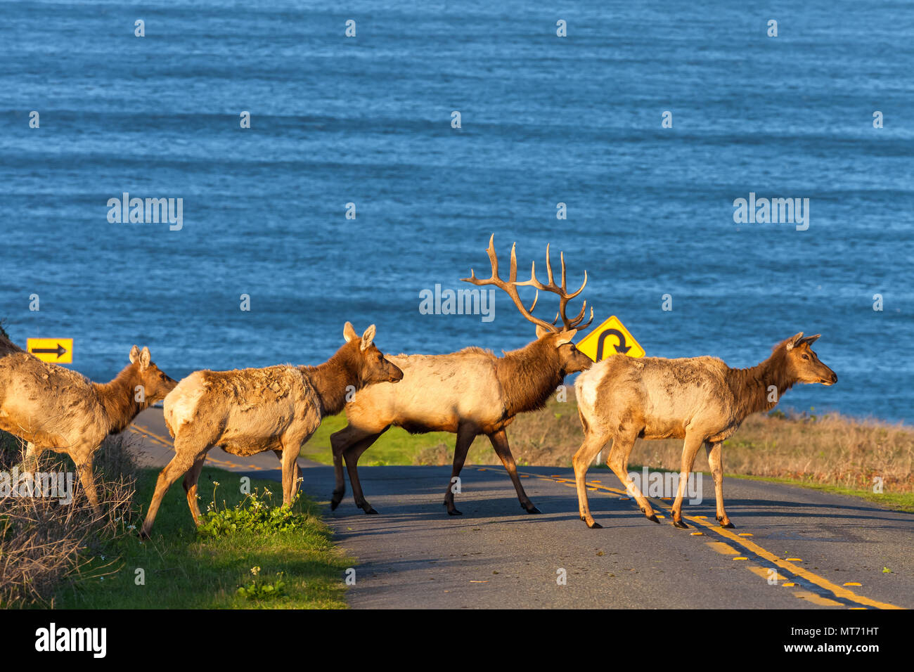 Tule elk bull and its cows were crossing the road in Point Reyes ...
