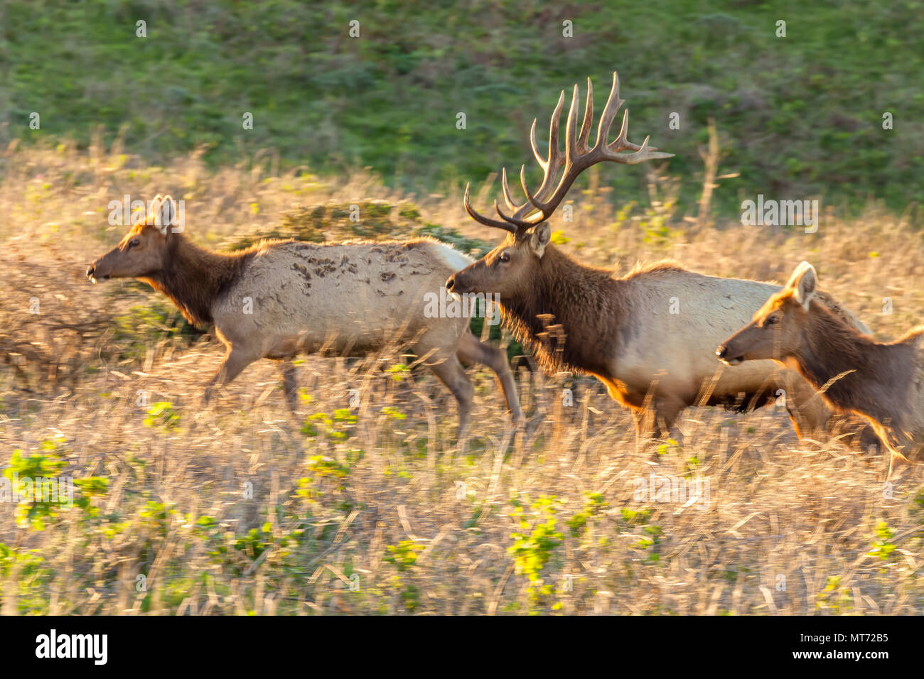 Tule elk bull and its cows ( Cervus canadensis nannodes) on the move ...