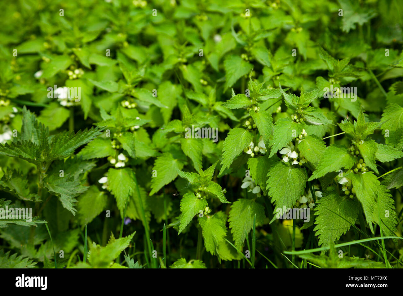 Flowering nettle close-up on a spring day. Young plant Stock Photo - Alamy