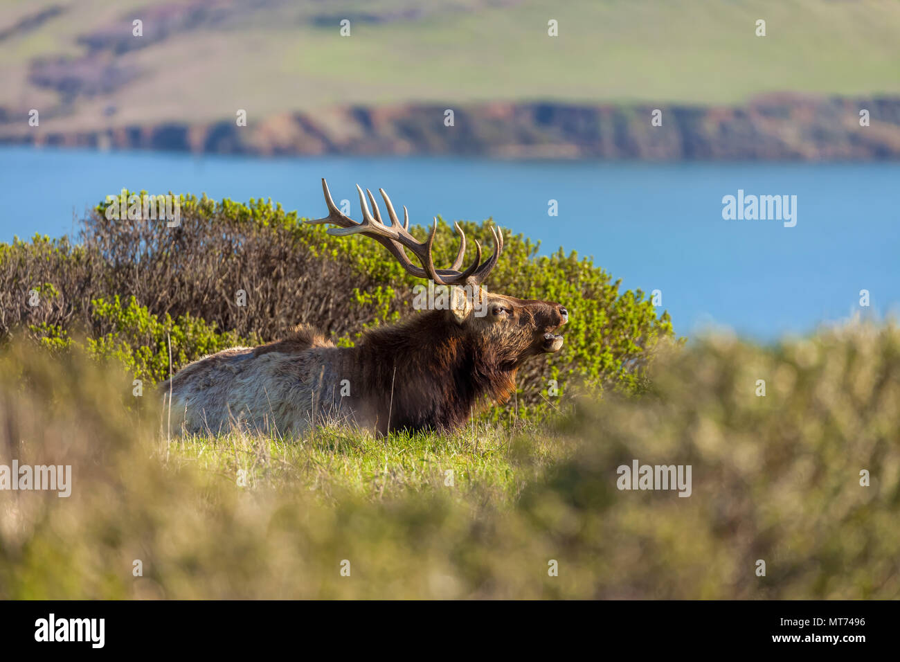 Resting tule elk bull (Cervus canadensis nannodes), Point Reyes ...