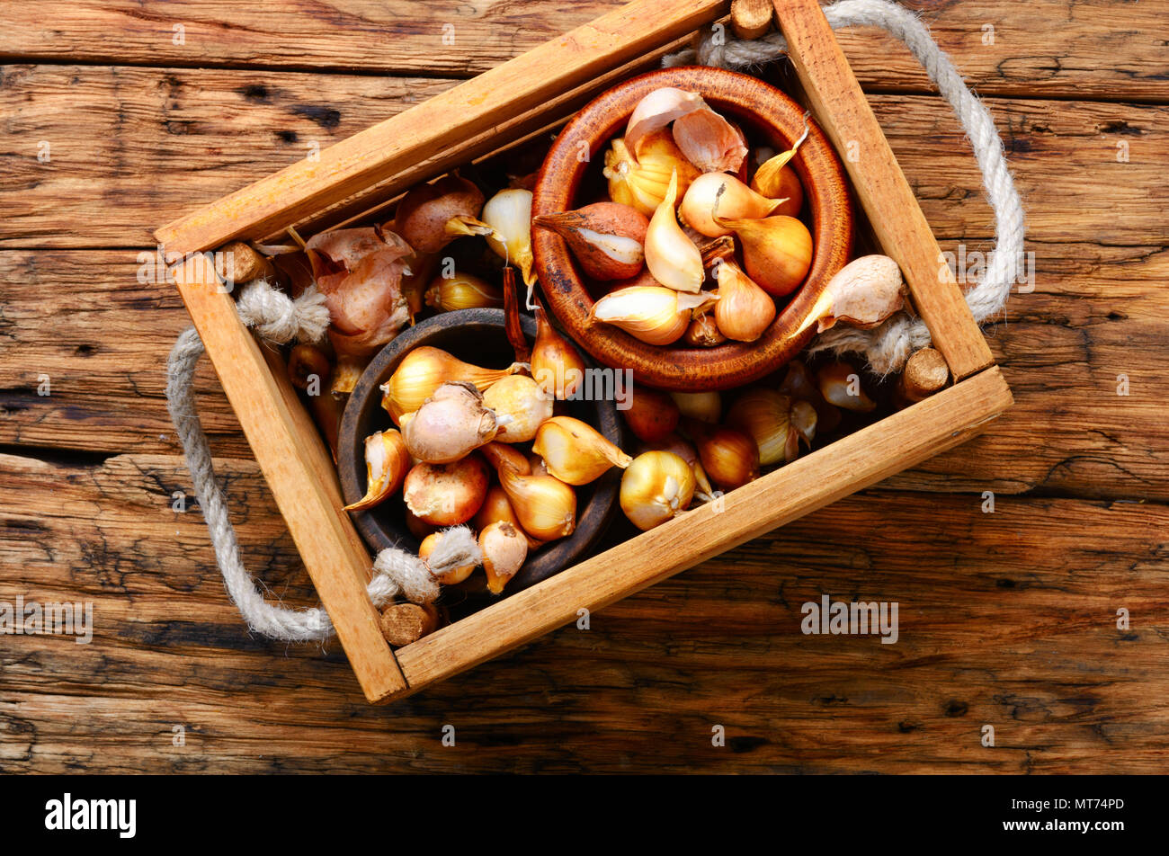 Tulip bulbs autumn box hi-res stock photography and images - Alamy