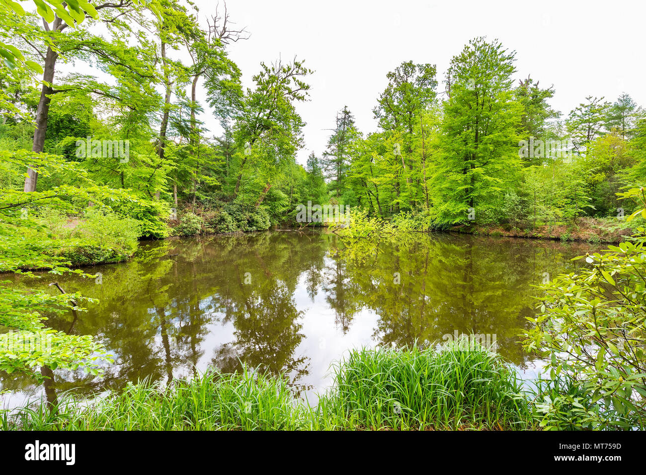 Green beech trees with forest pond in spring season Stock Photo - Alamy