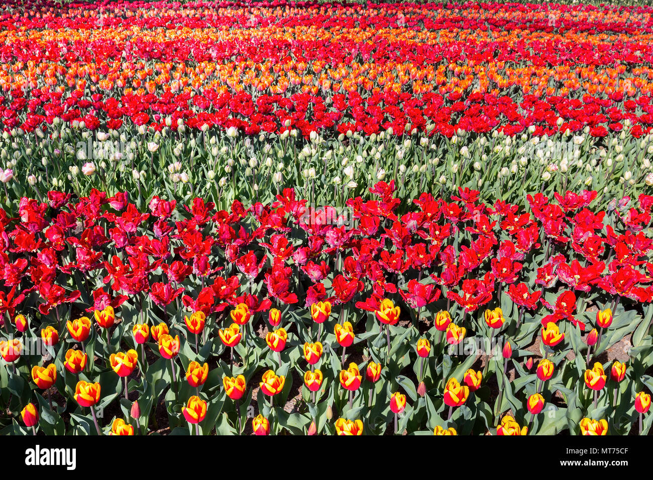 Beautiful tulip field rows hi-res stock photography and images - Alamy