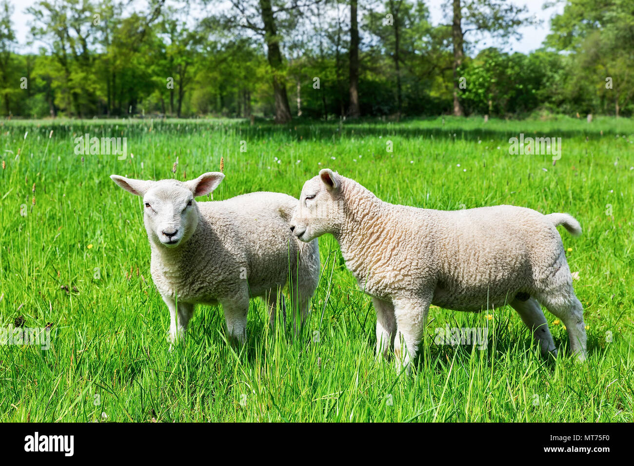 Rural sheep spring hi-res stock photography and images - Alamy