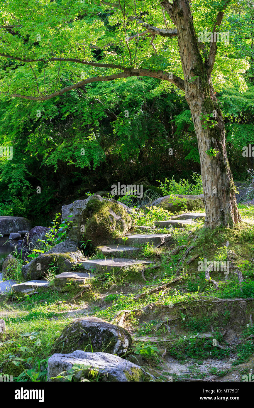 Stone slab stairs up a small hill under green tree Stock Photo - Alamy
