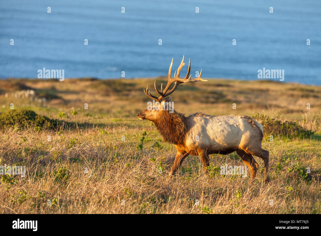 Tule elk bull (Cervus canadensis nannodes), Point Reyes National ...