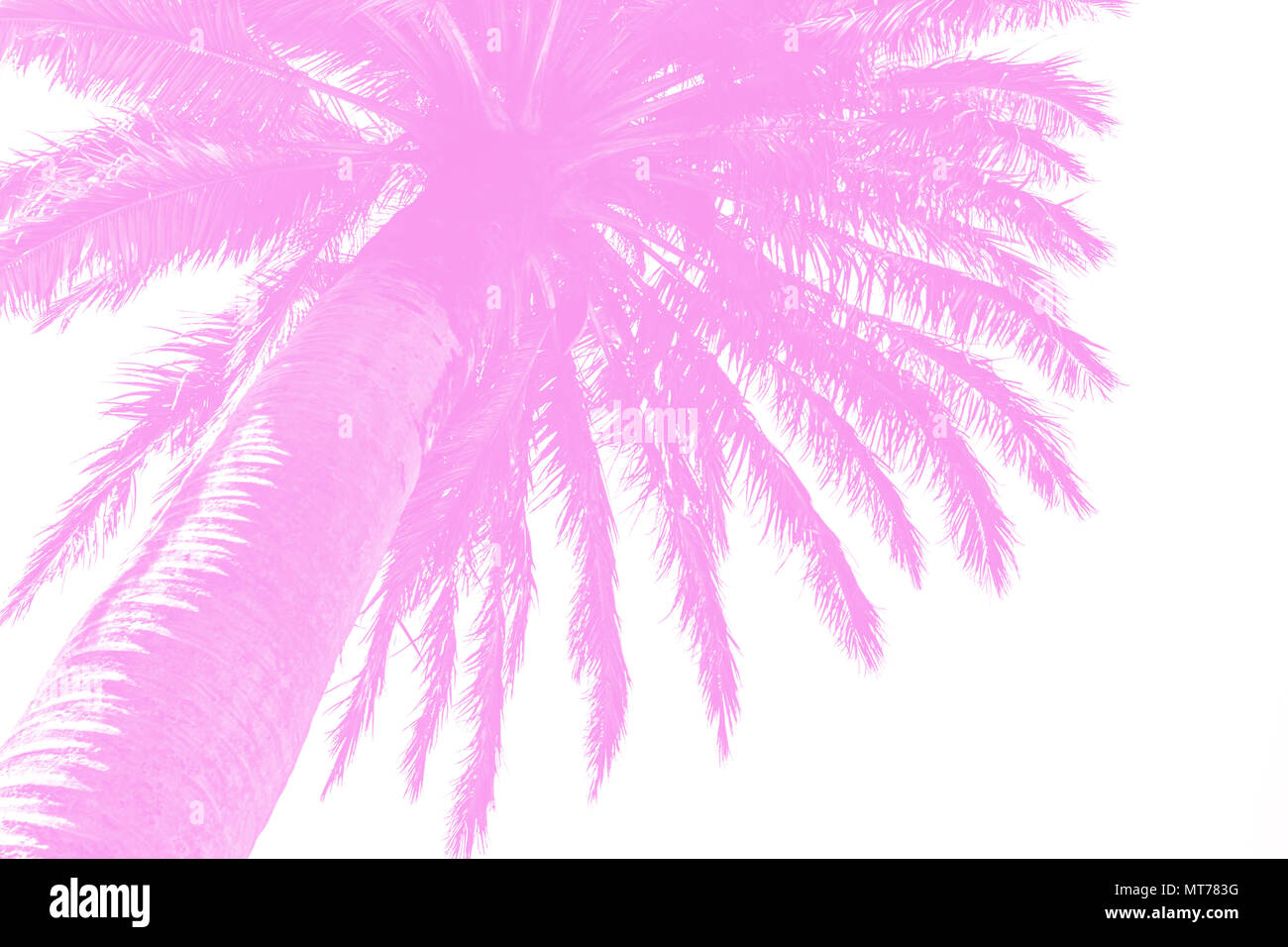 pink palm tree against white background Stock Photo - Alamy