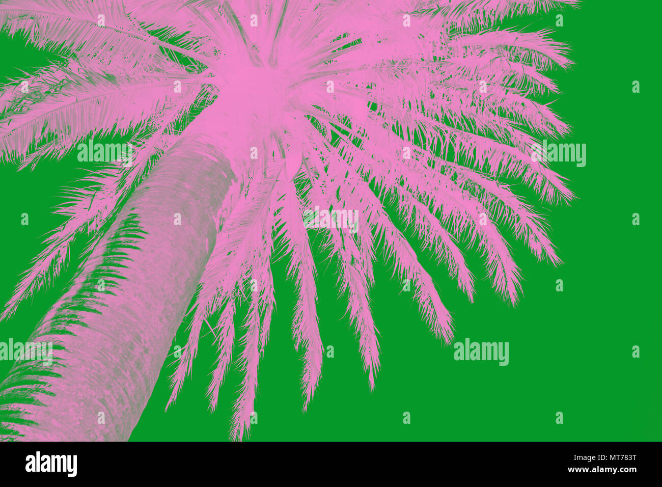 pink palm tree against green background Stock Photo - Alamy
