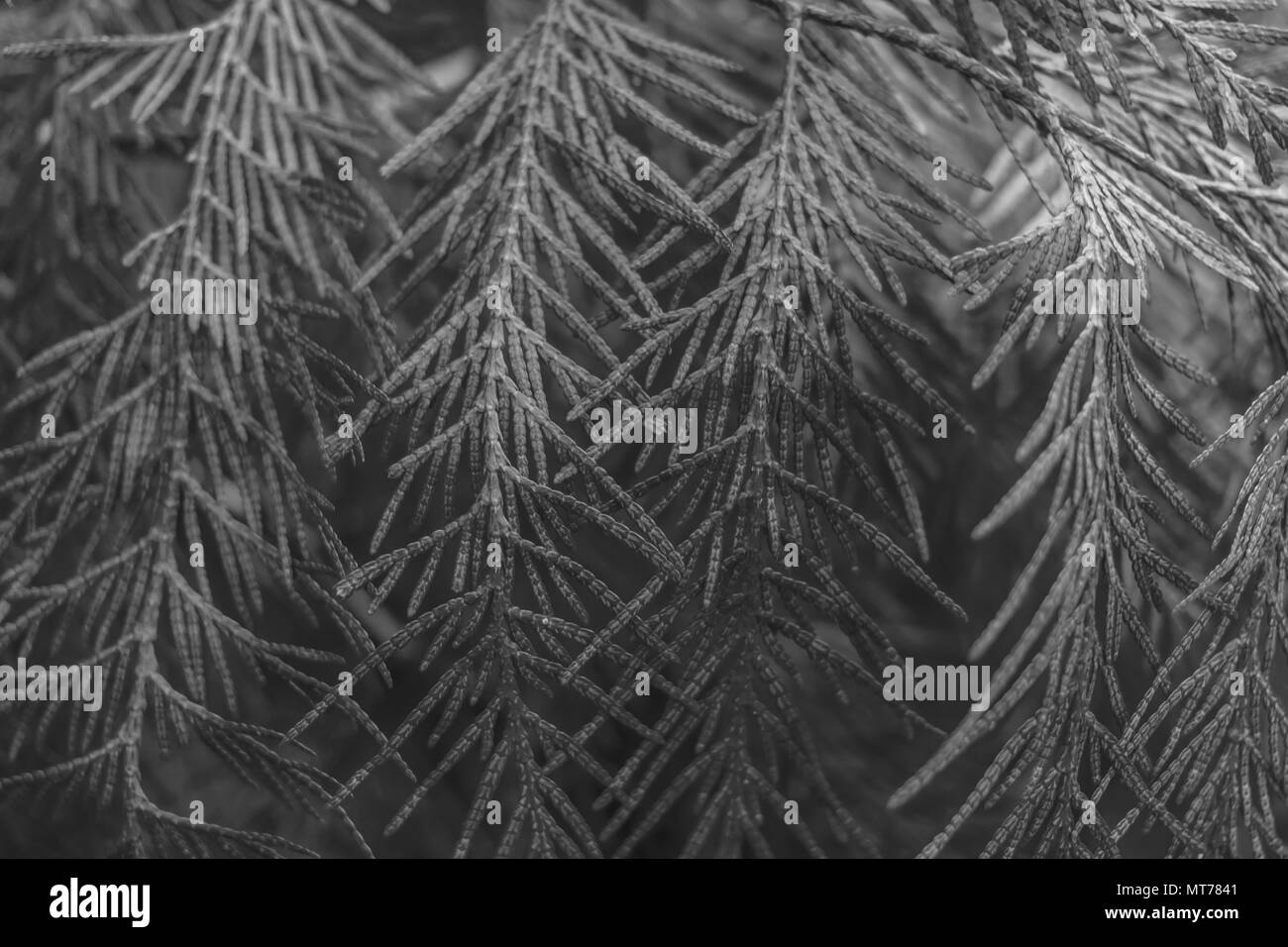 Conifer texture hi-res stock photography and images - Alamy