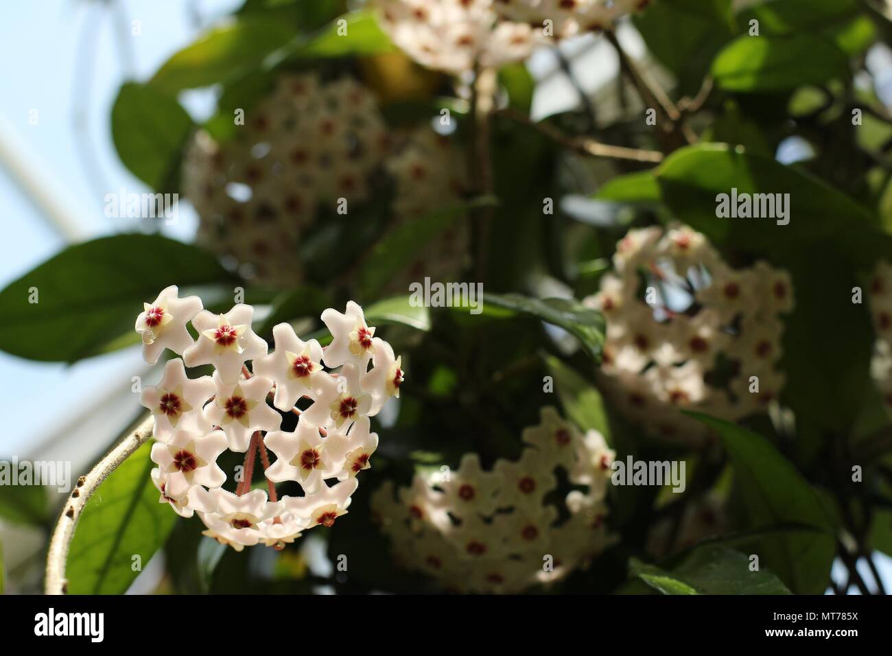 Flowering wax plant (porcelainflower) Hoya carnosa Stock Photo - Alamy