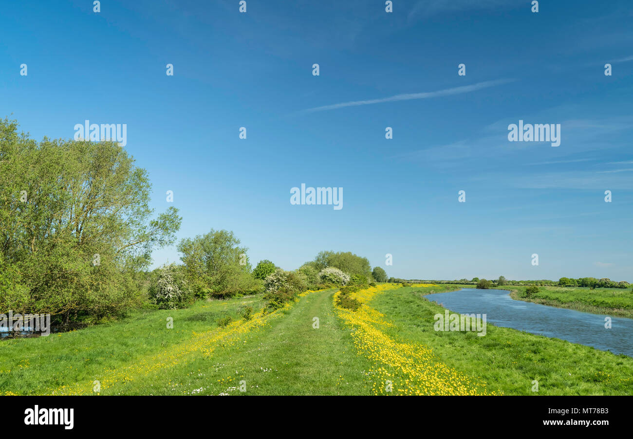 View along the river Hull flanked by grass verges, buttercups, and ...
