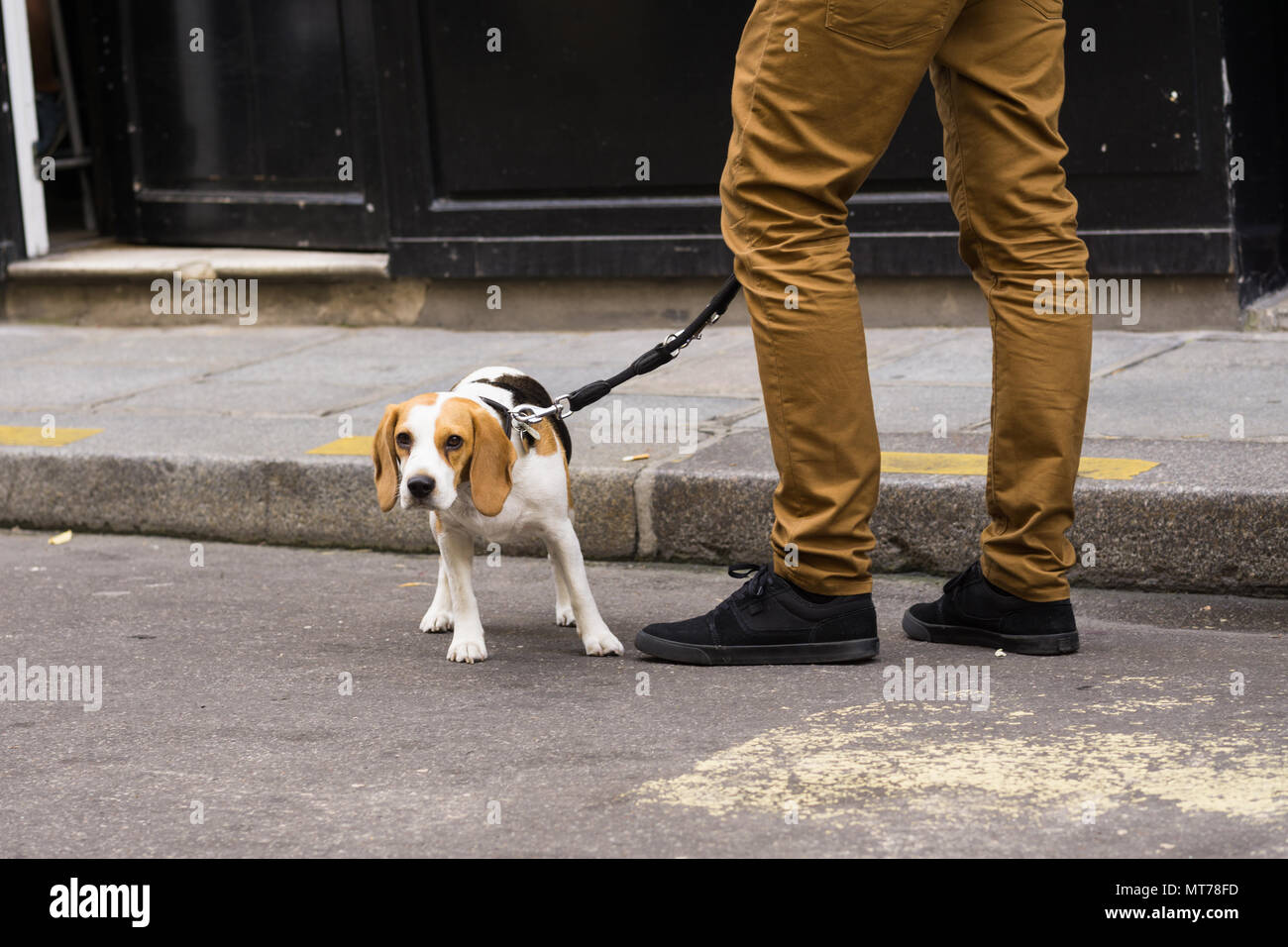 Paris dog hi-res stock photography and images - Alamy