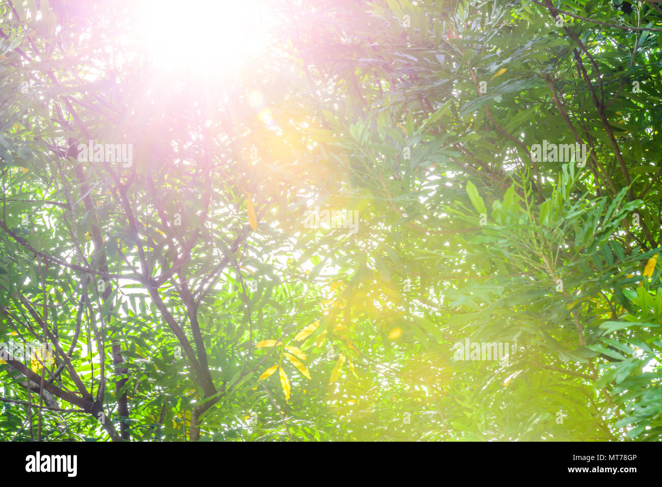 Beautiful green leaves and bright sun with spring background Stock ...