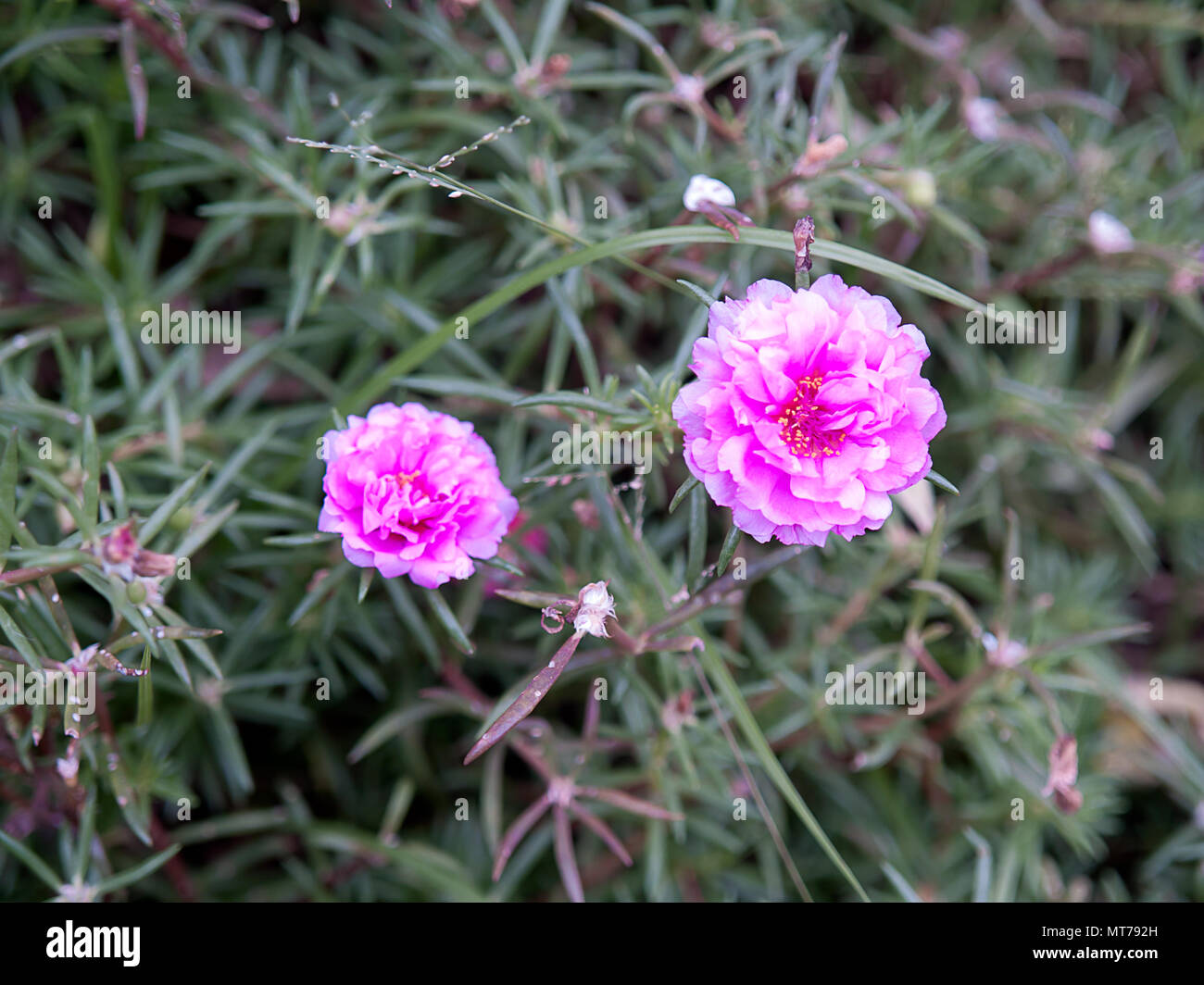 Grass lawn tiny white flowers hi-res stock photography and images - Alamy