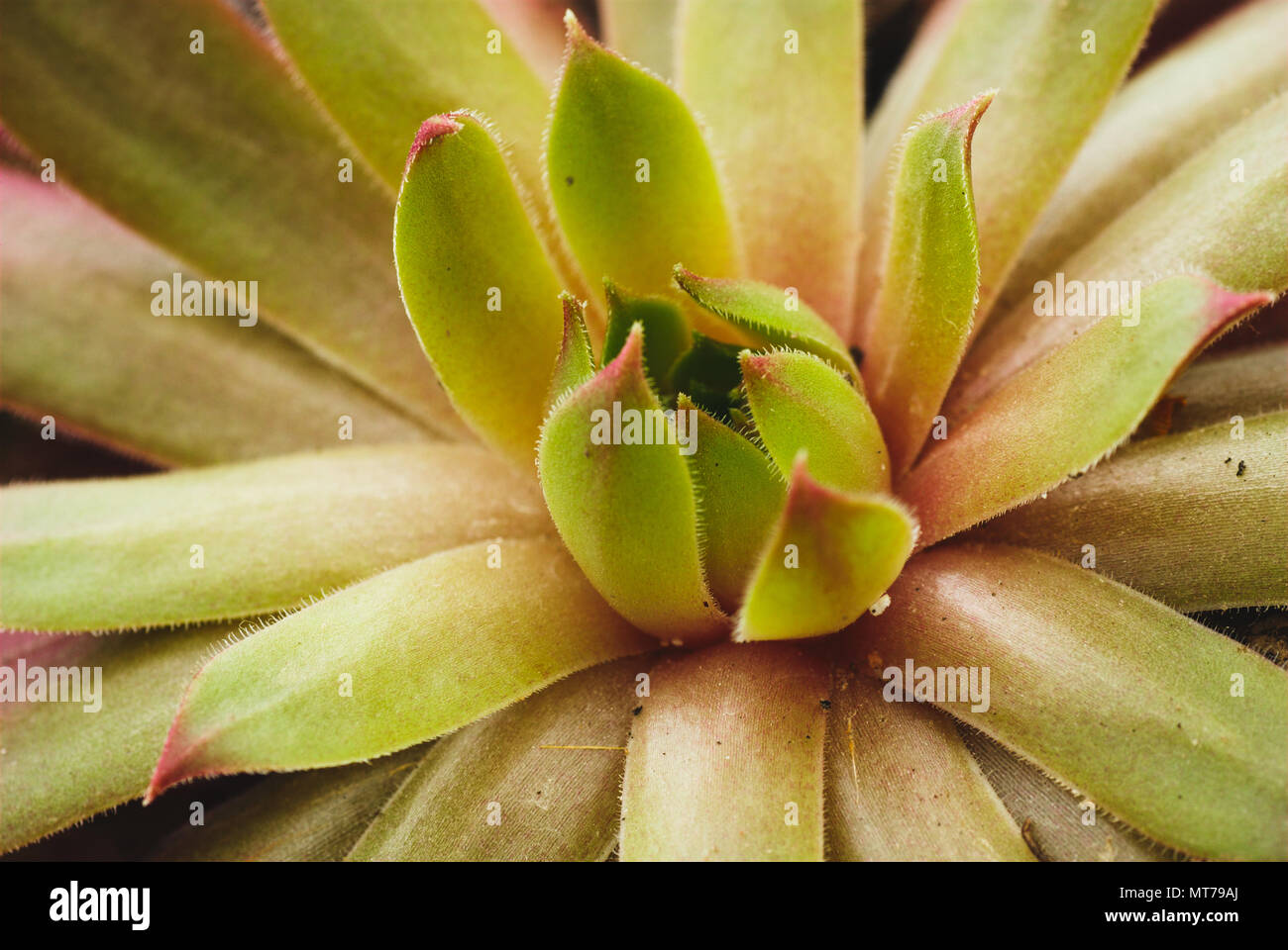Beautiful green succulent is shown close-up, side view Stock Photo - Alamy