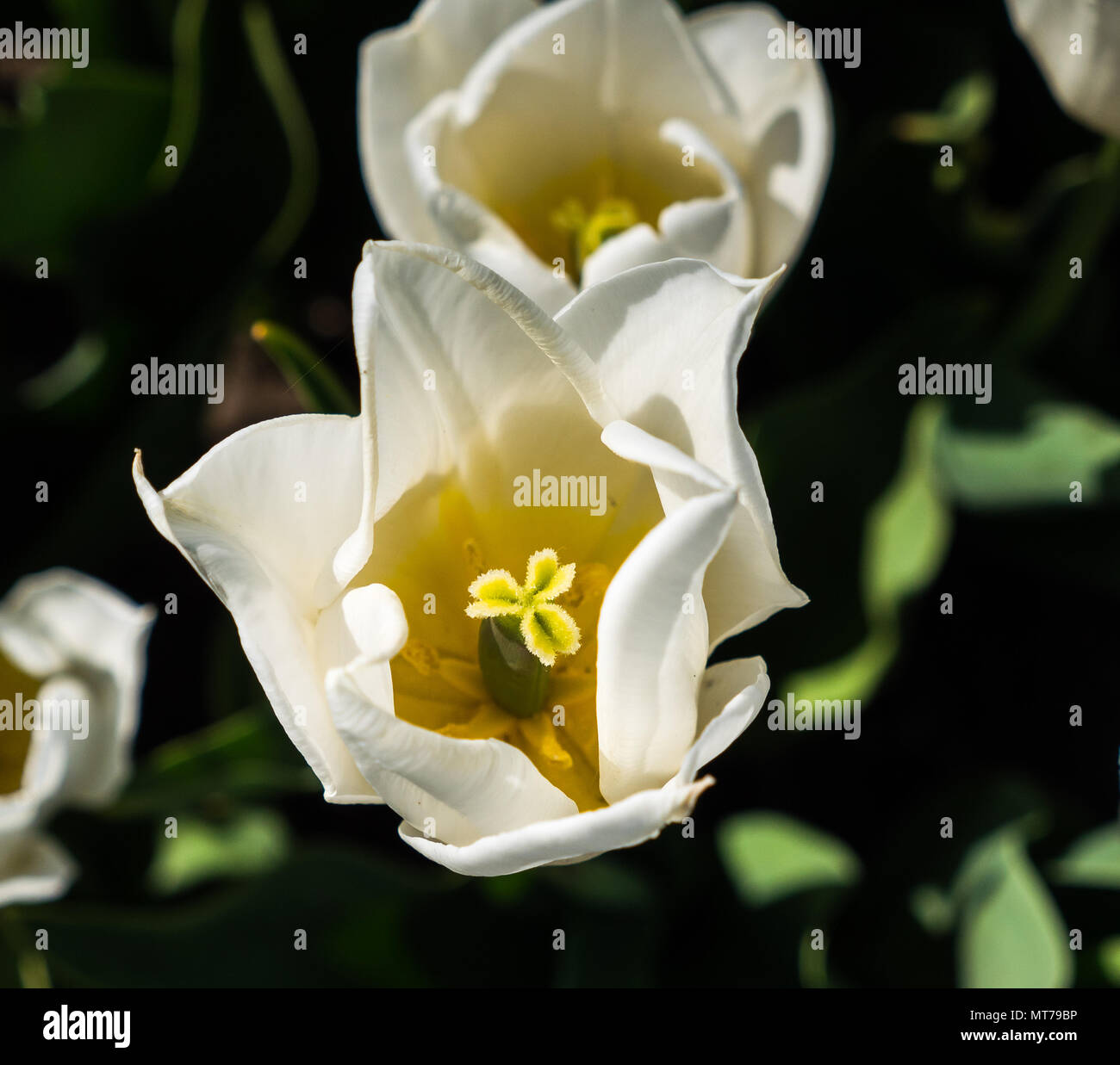 Look inside the chalice of a white tulip Stock Photo - Alamy