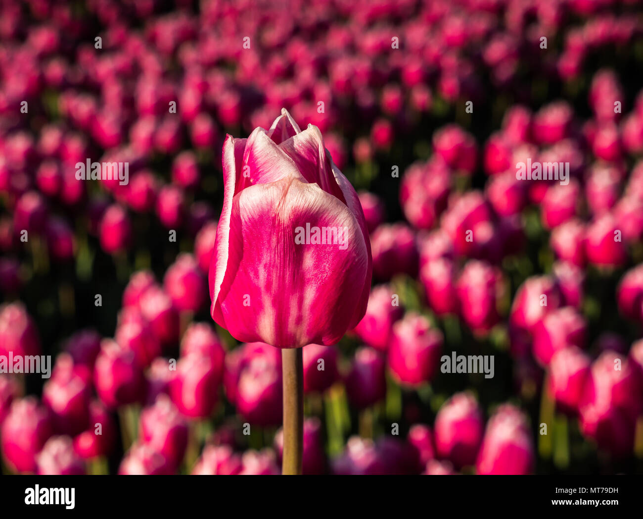 Single pink tulip stand out in a field of pink tulips Stock Photo - Alamy