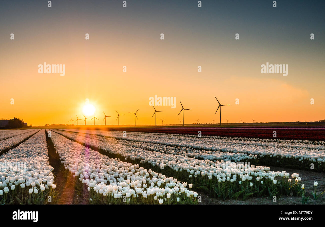 Sunrise over field red white hi-res stock photography and images - Alamy