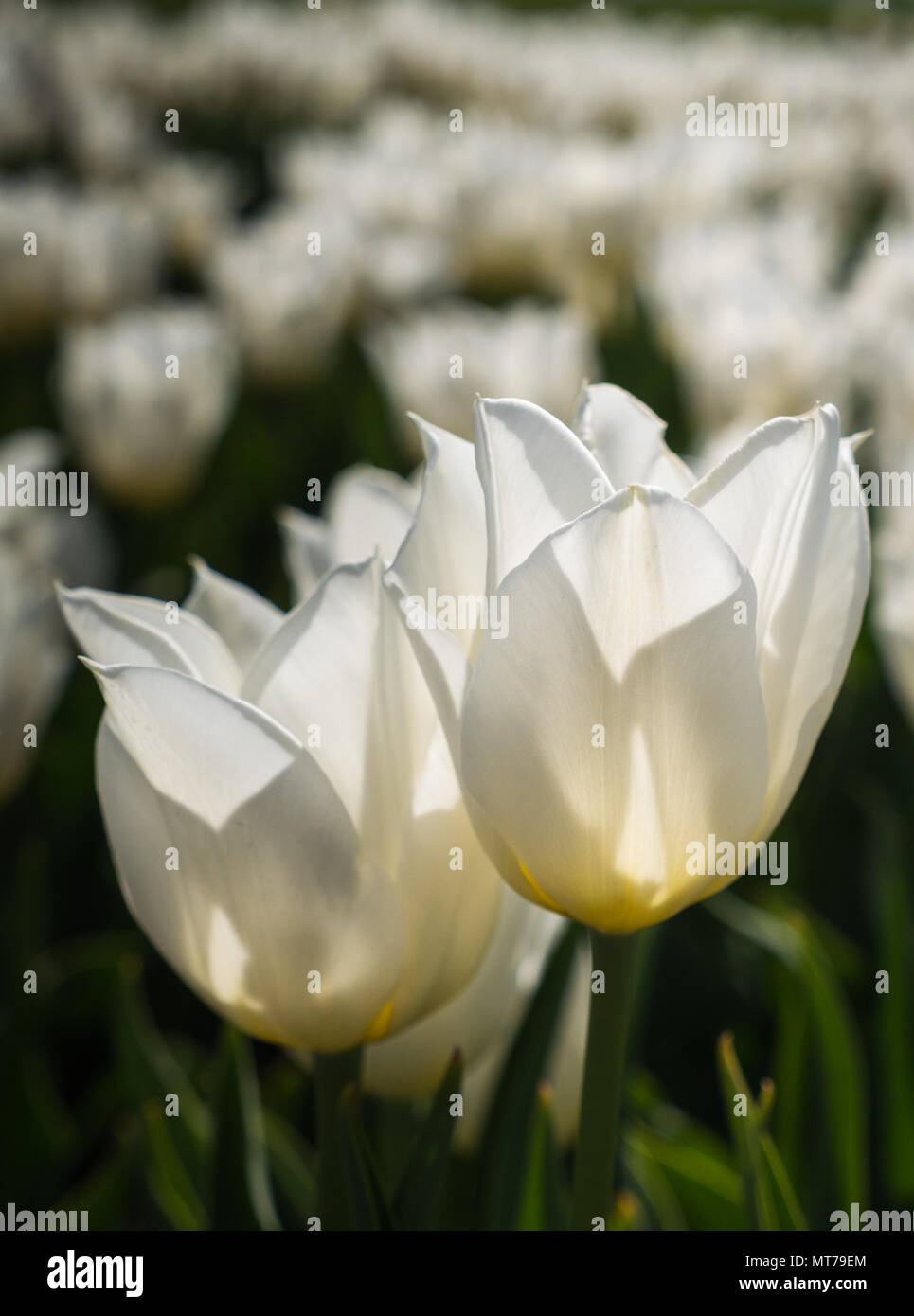 Backlit white tulips hi-res stock photography and images - Alamy