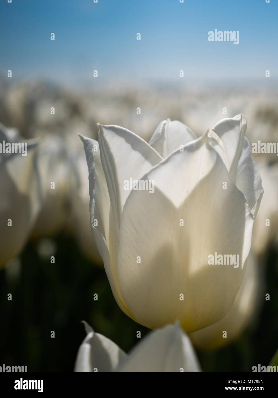Backlit white tulips hi-res stock photography and images - Alamy
