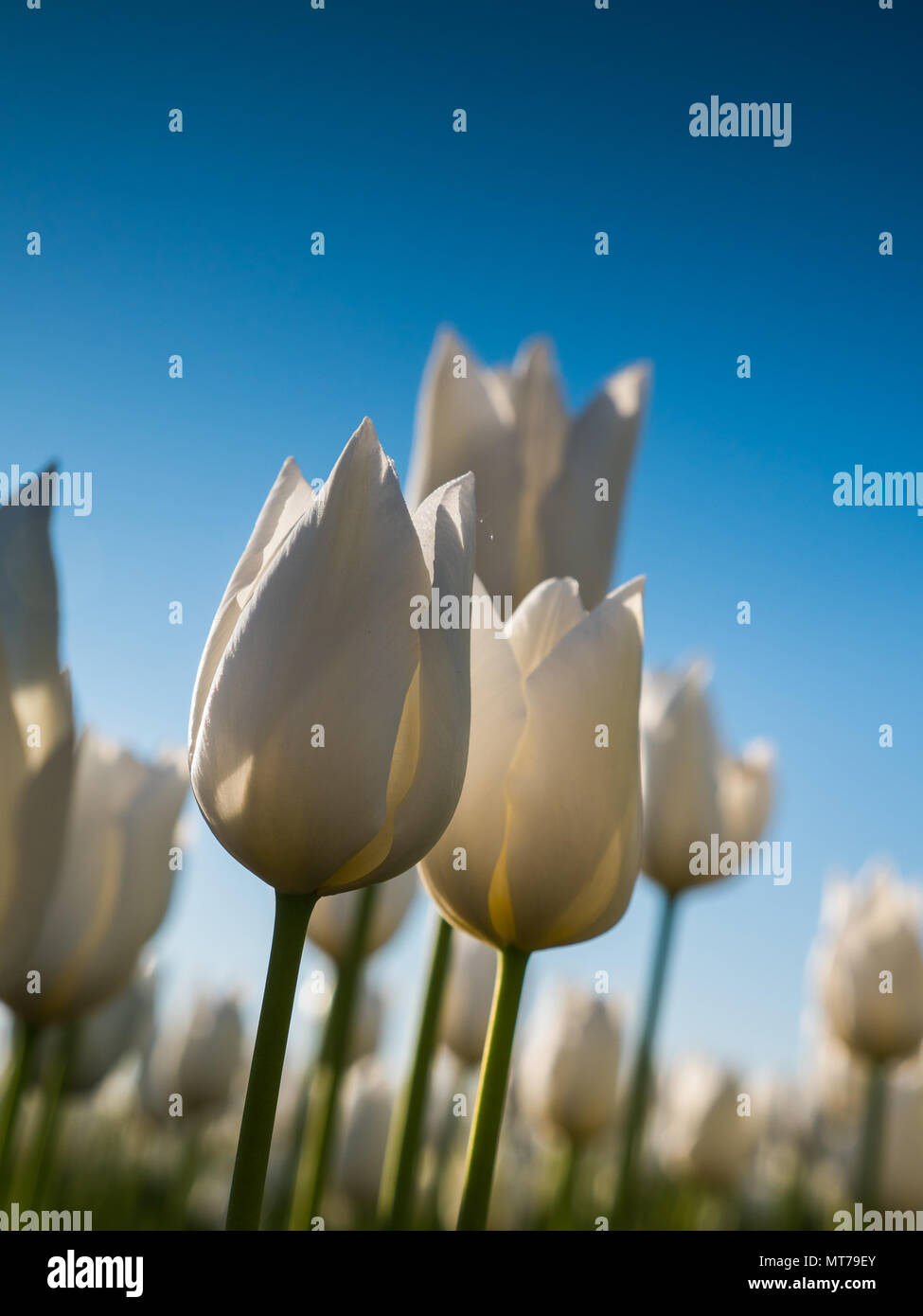 Backlit white tulips hi-res stock photography and images - Alamy