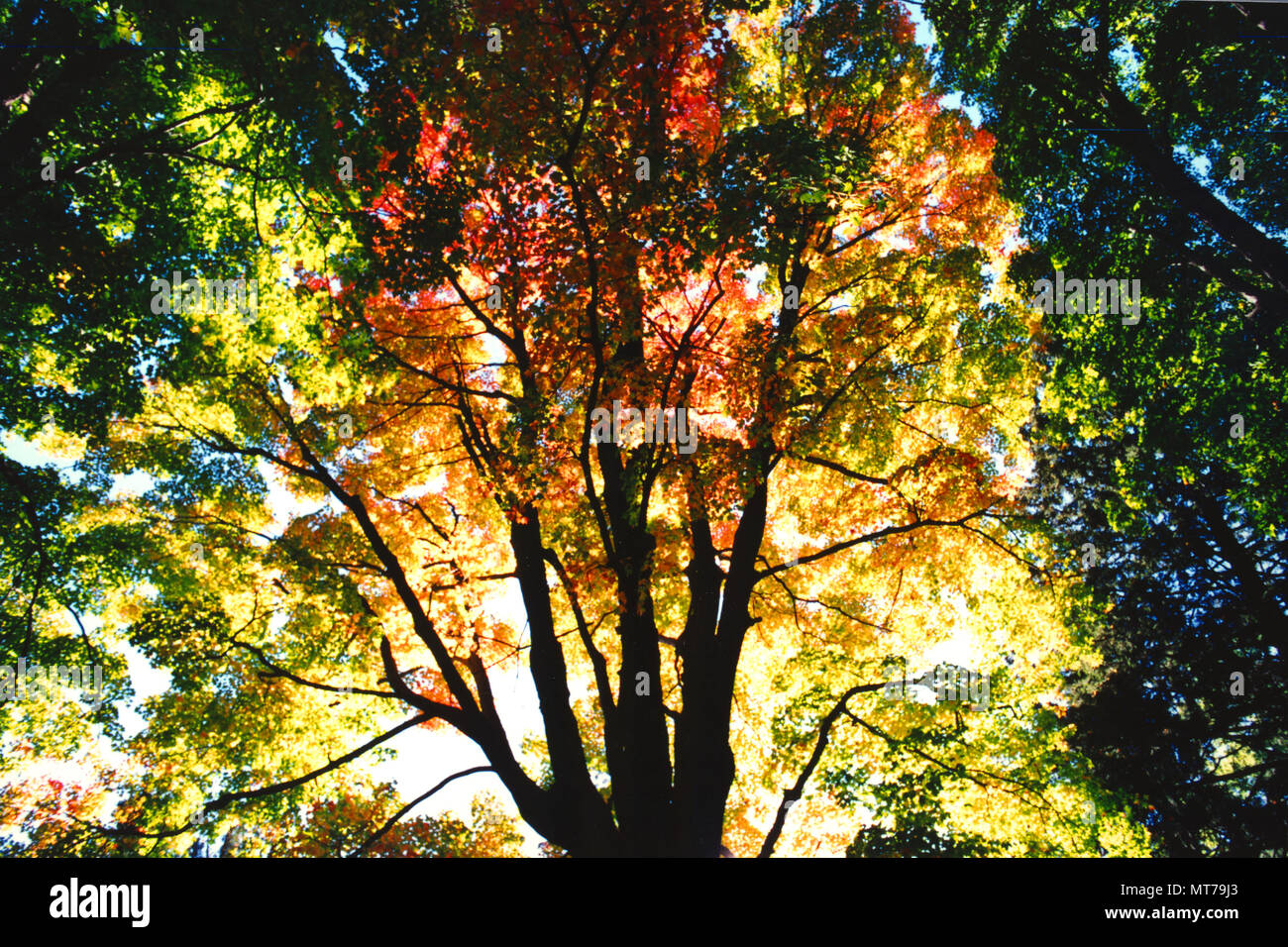 Autumn sun shining through the canopy of trees Stock Photo - Alamy