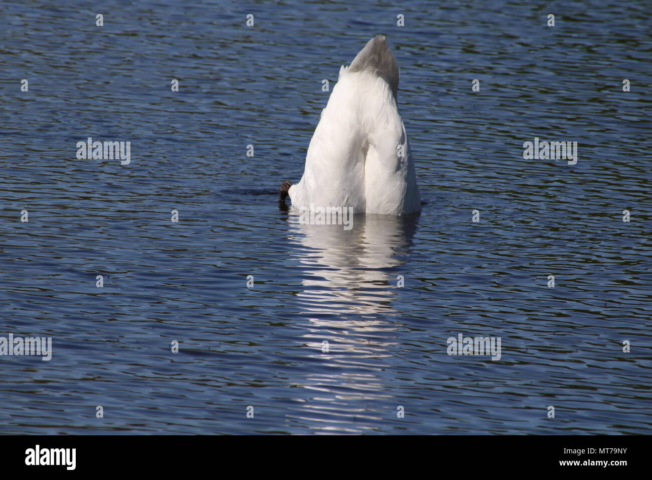Swan upside down hi-res stock photography and images - Alamy