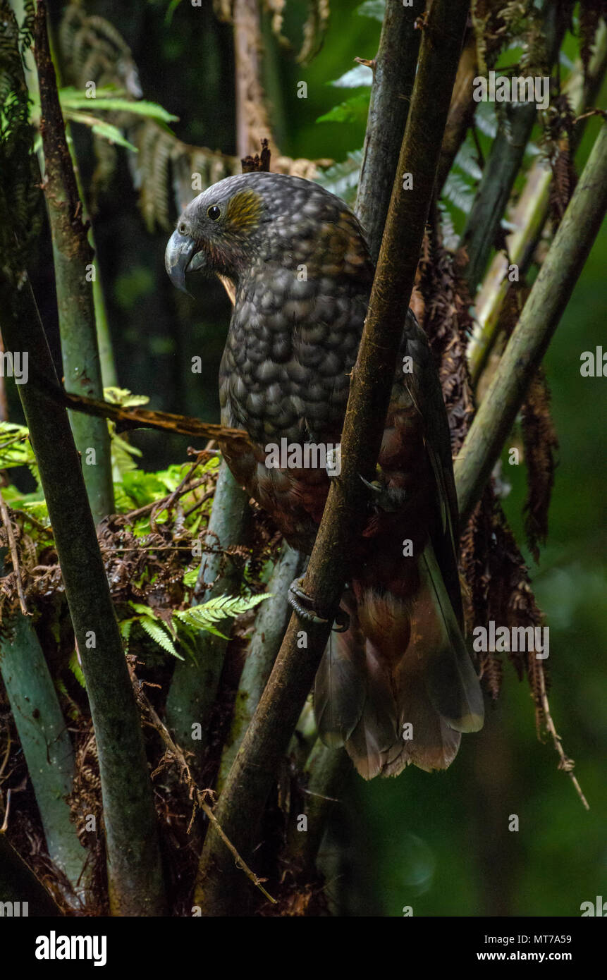 Portrait kaka animal bird hi-res stock photography and images - Alamy