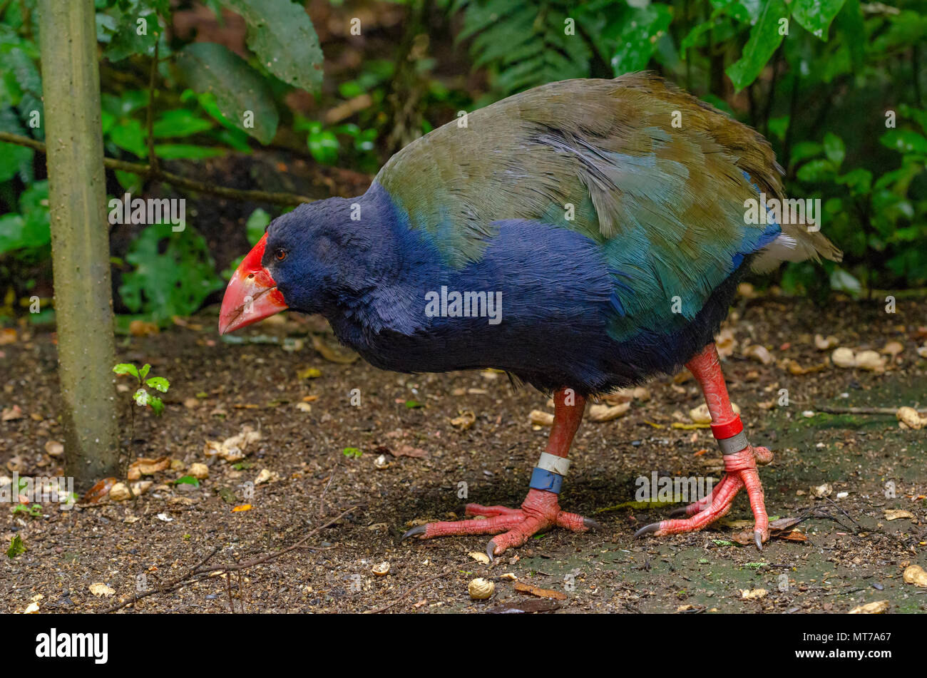Takahe endangered flightless bird indigenous hi-res stock photography ...