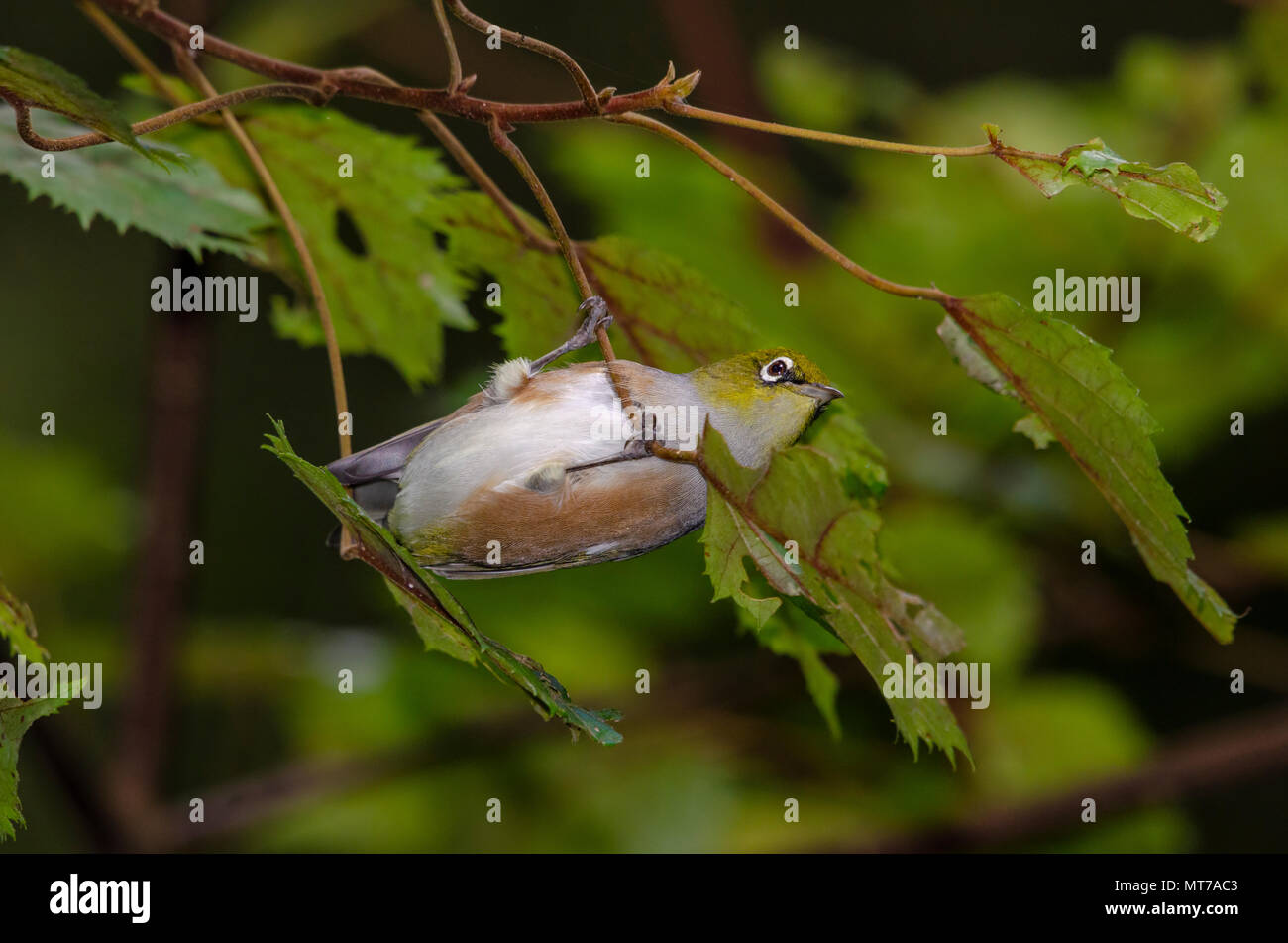 Silvereye birds hi-res stock photography and images - Alamy