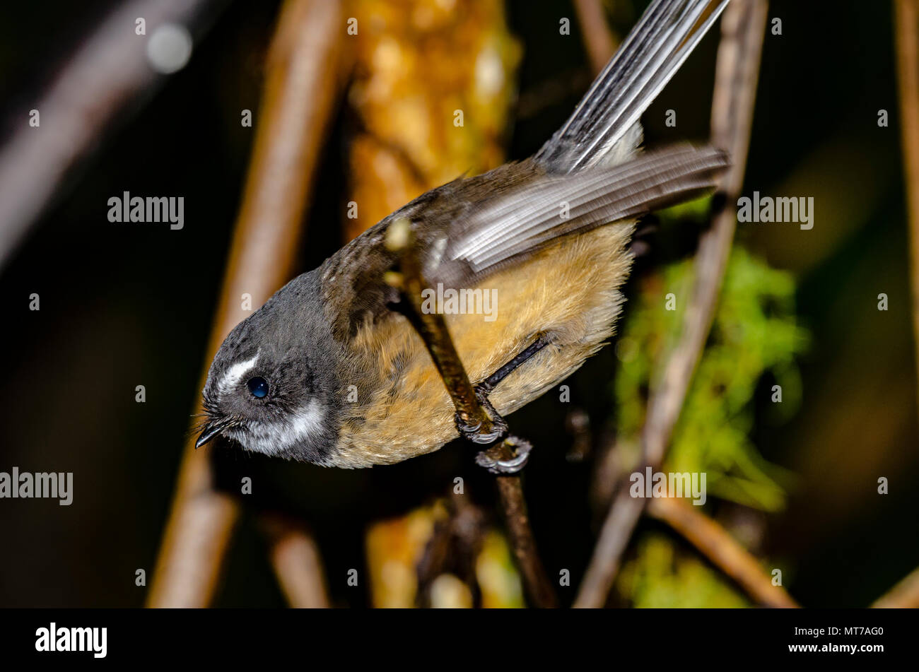 Fantail new zealand hi-res stock photography and images - Alamy
