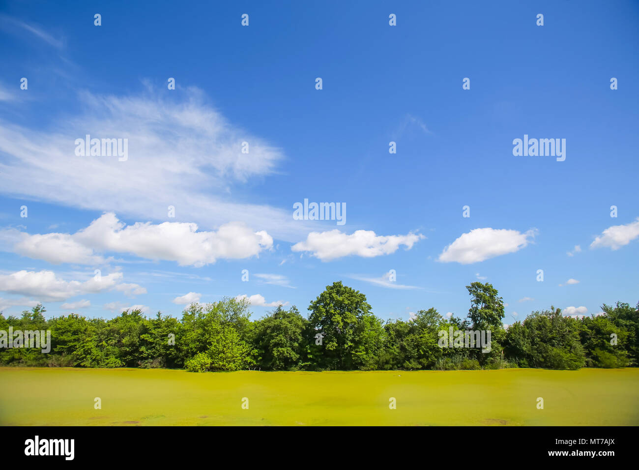 A view of the green river Bosut covered with algal blooms in Vinkovci ...