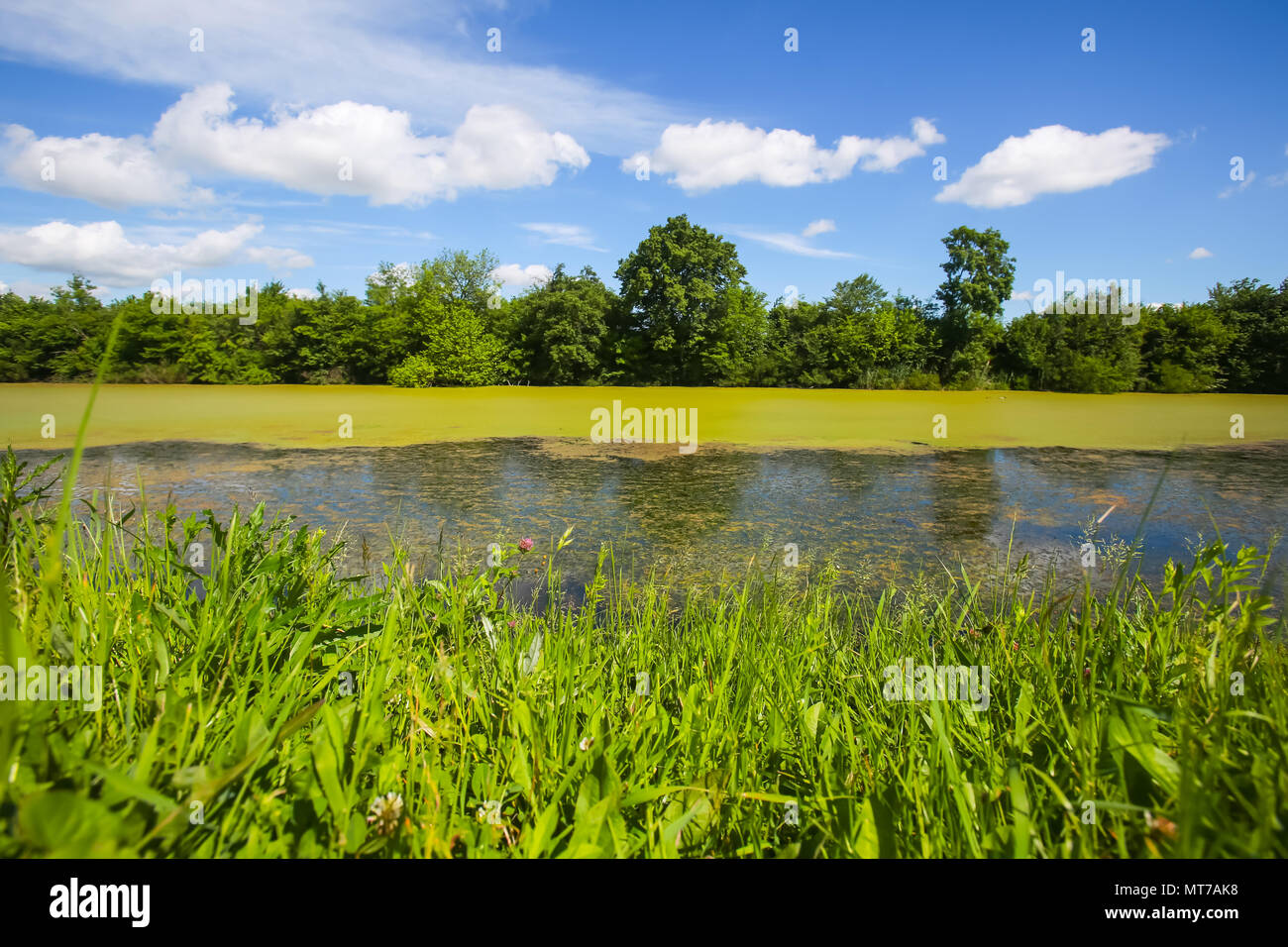 A view of the green river Bosut covered with algal blooms in Vinkovci ...