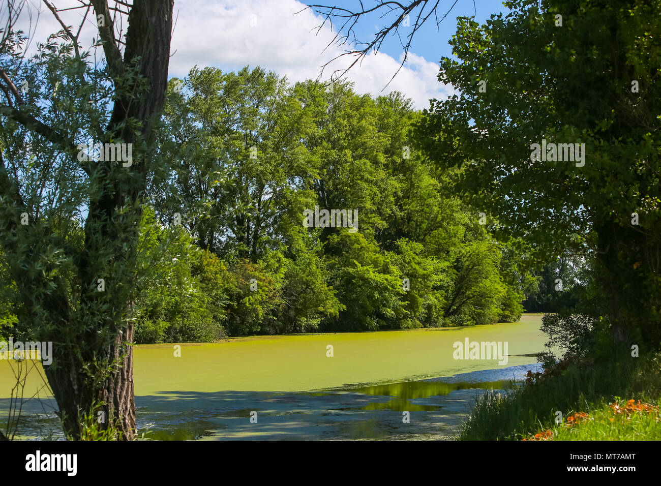 A view of the green river Bosut covered with algal blooms in Vinkovci ...