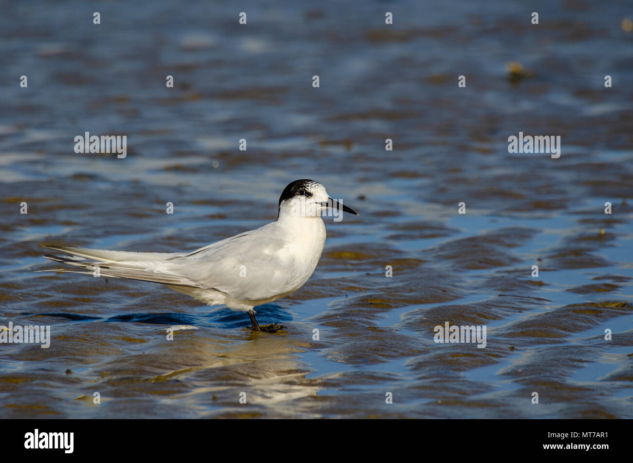 White Fronted Tern, North Island, New Zealand Stock Photo - Alamy