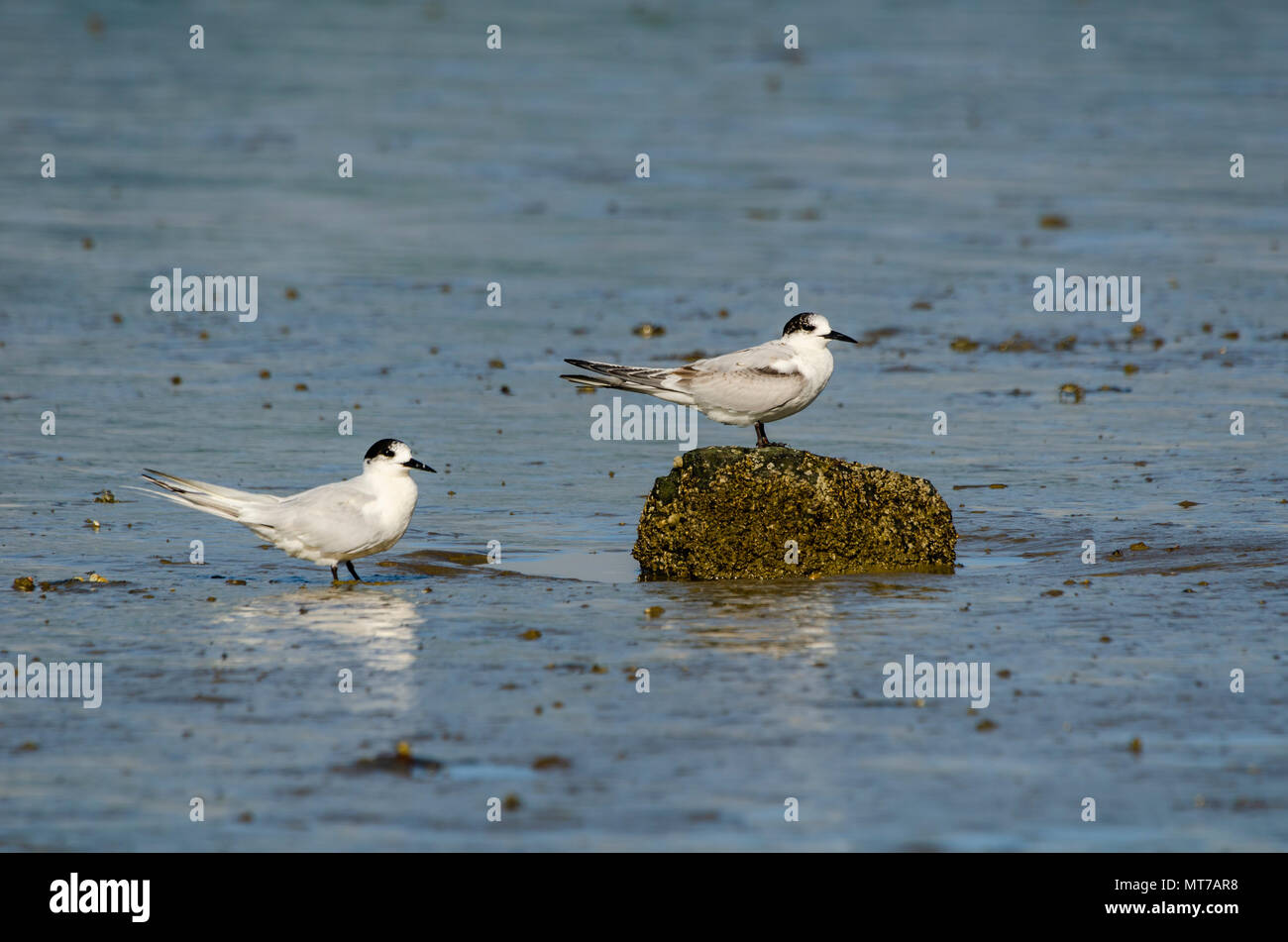 White Fronted Tern, North Island, New Zealand Stock Photo - Alamy