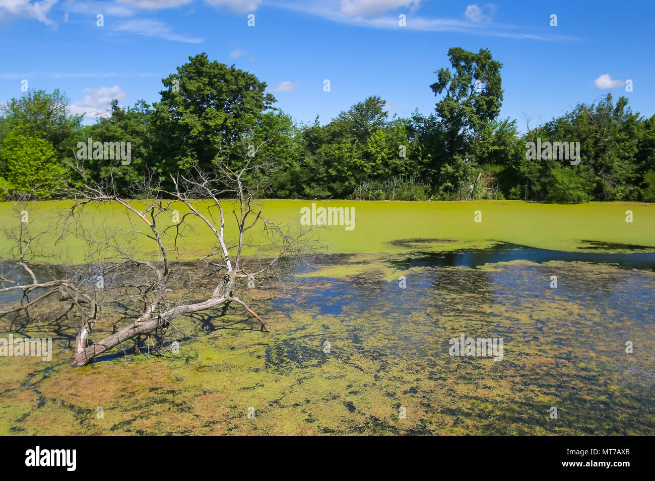A view of a bare branchy tree in the green river Bosut covered with ...