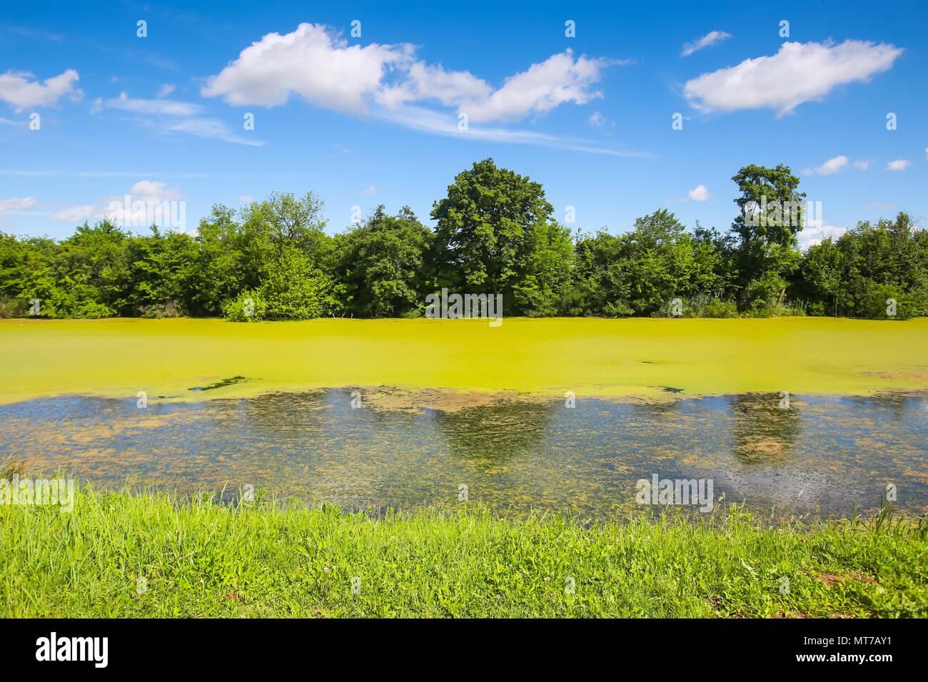A view of the green river Bosut covered with algal blooms in Vinkovci ...