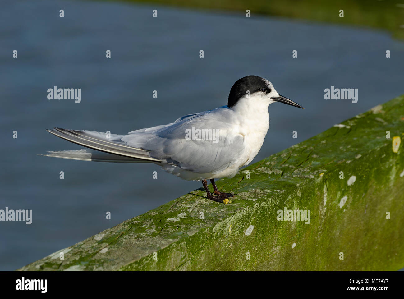 White Fronted Tern, North Island, New Zealand Stock Photo - Alamy