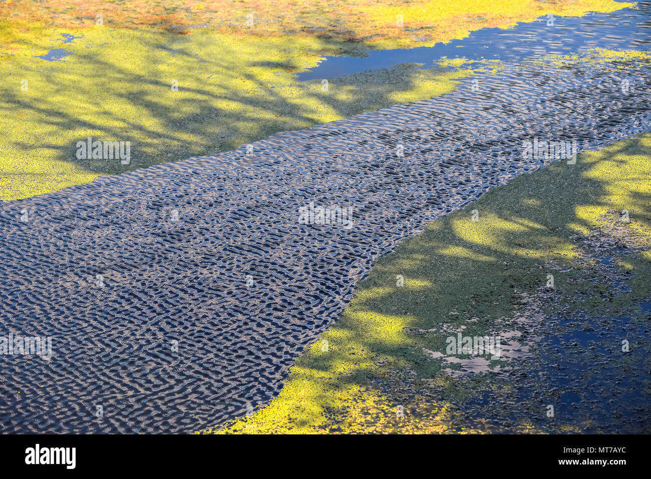Nature detail of the green river Bosut covered with algal blooms in ...
