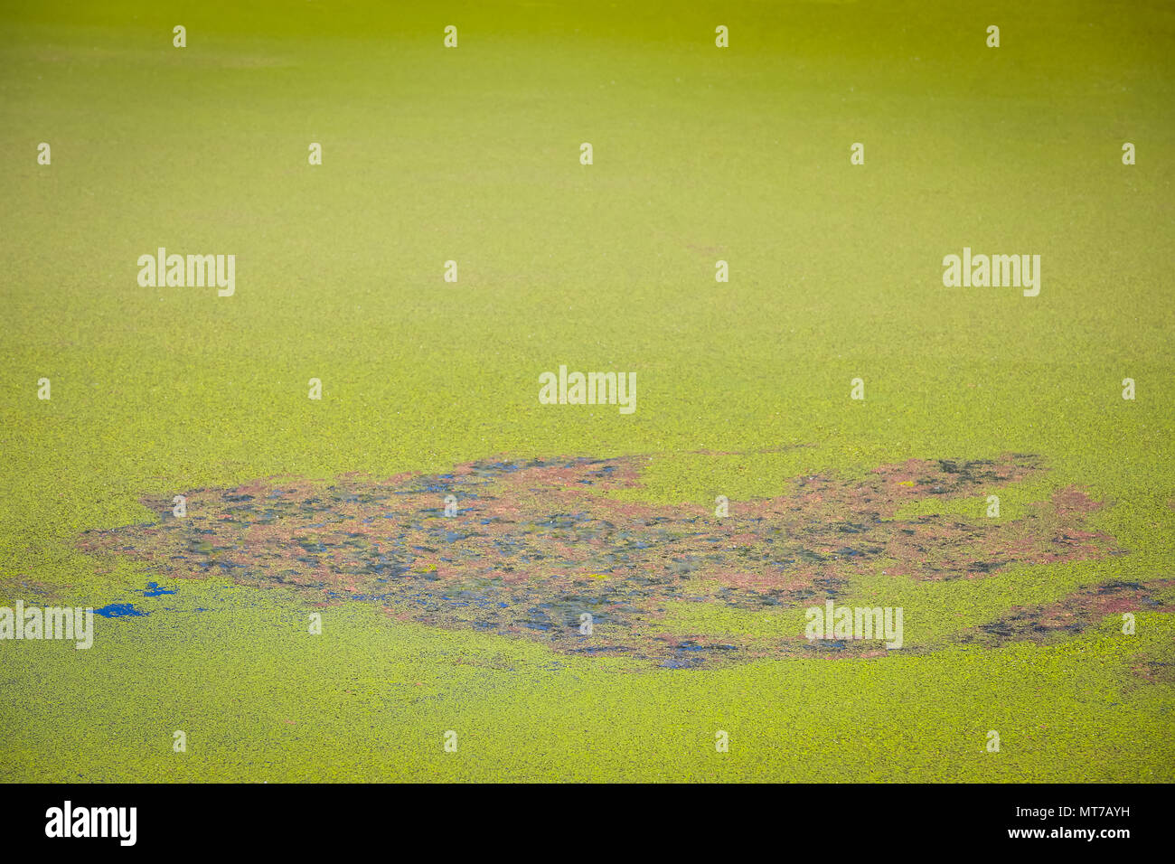 Nature detail of the green river Bosut covered with algal blooms in ...