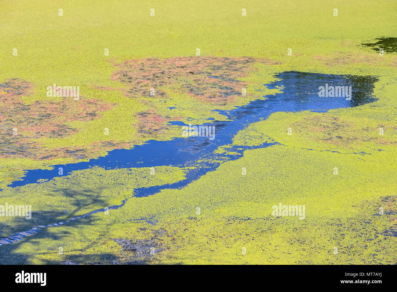 Nature detail of the green river Bosut covered with algal blooms in ...