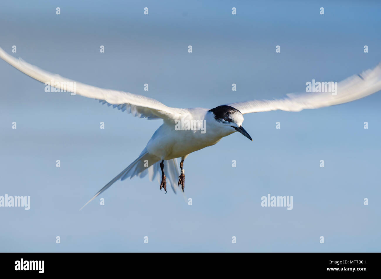 White Fronted Tern, North Island, New Zealand Stock Photo - Alamy