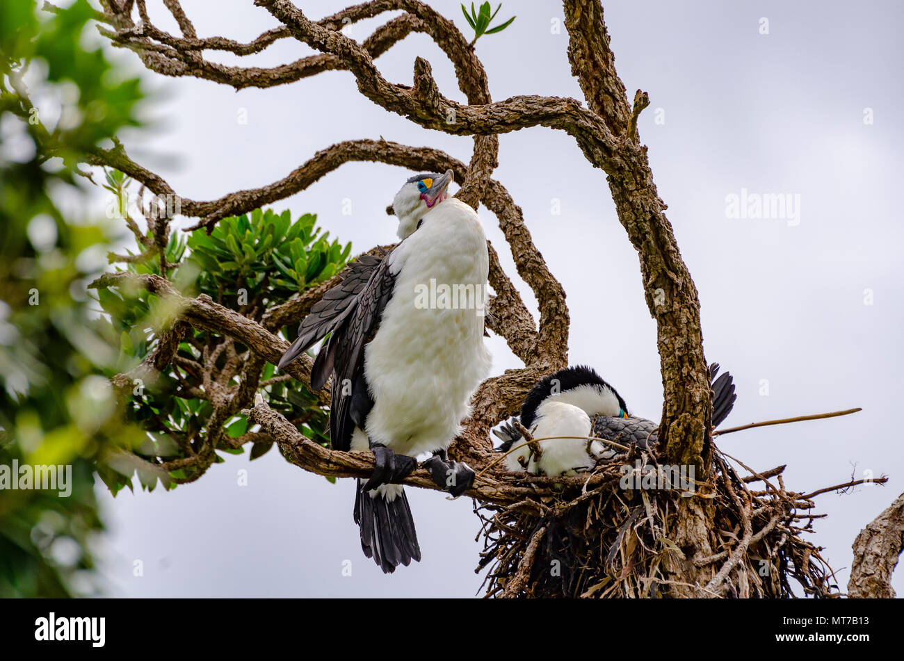 Pied Shag, New Zealand Stock Photo - Alamy