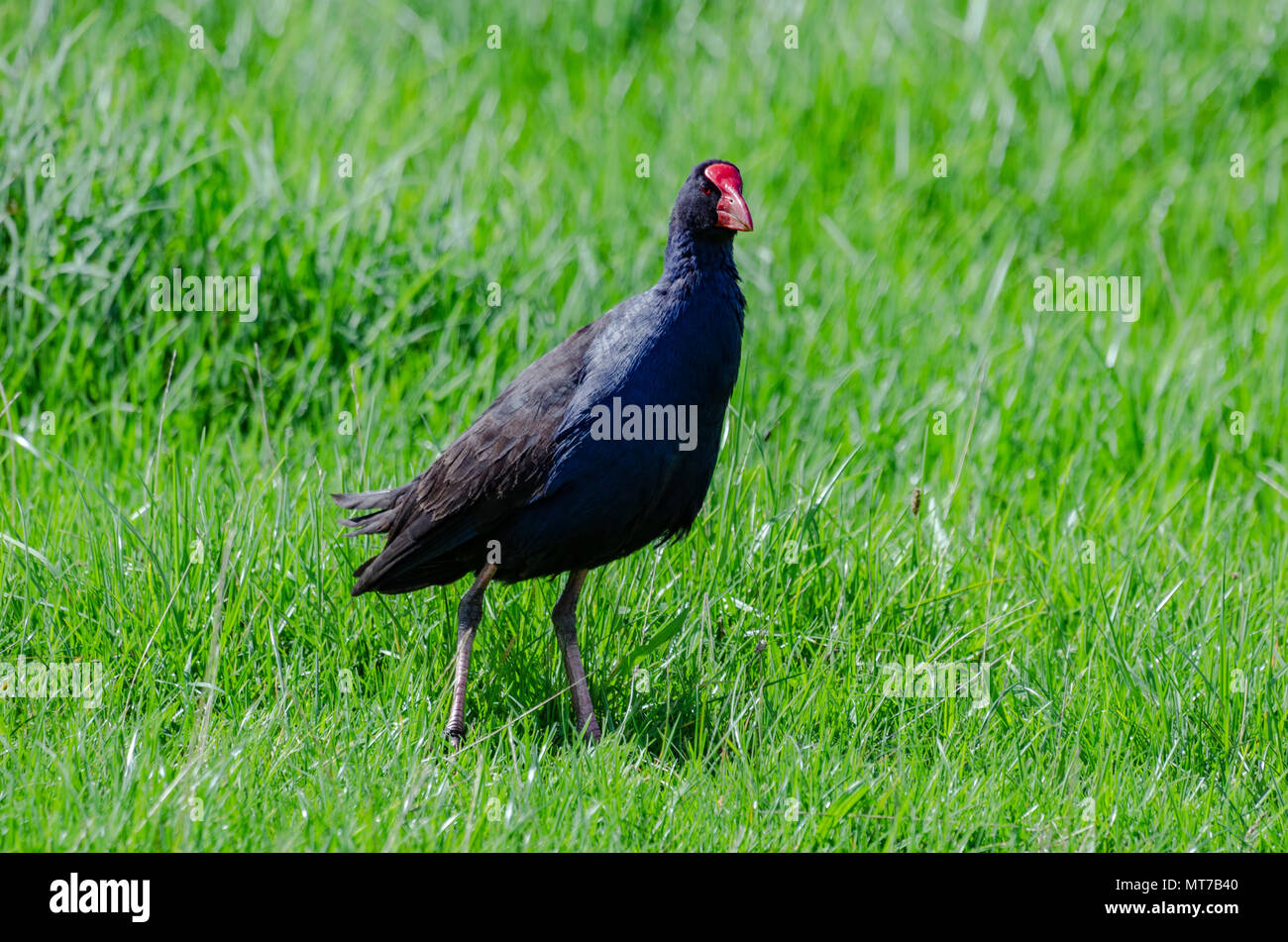 Pukeko native new zealand bird hi-res stock photography and images - Alamy