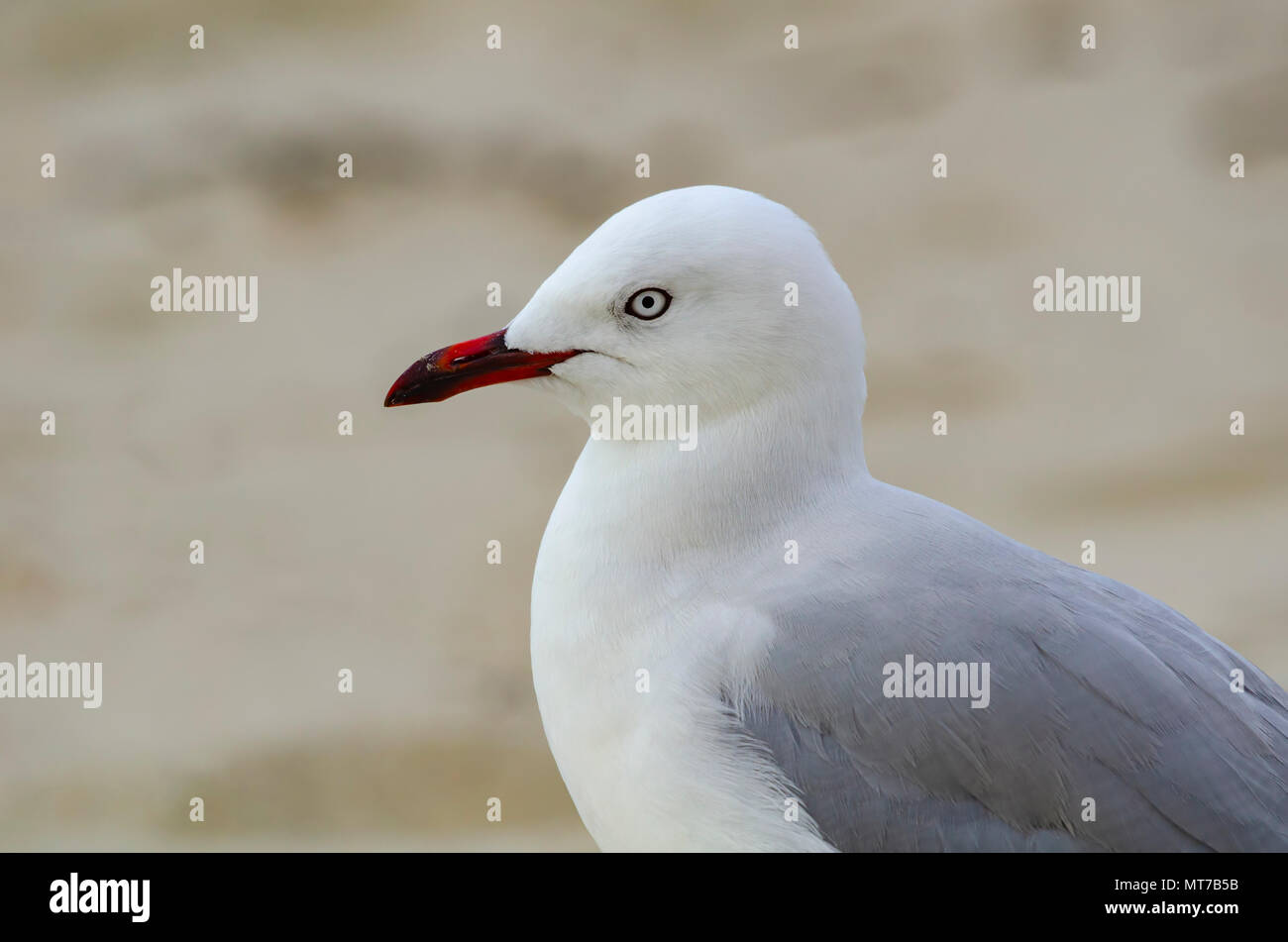 Silver Gull, Army Bay, North Island, New Zealand Stock Photo - Alamy