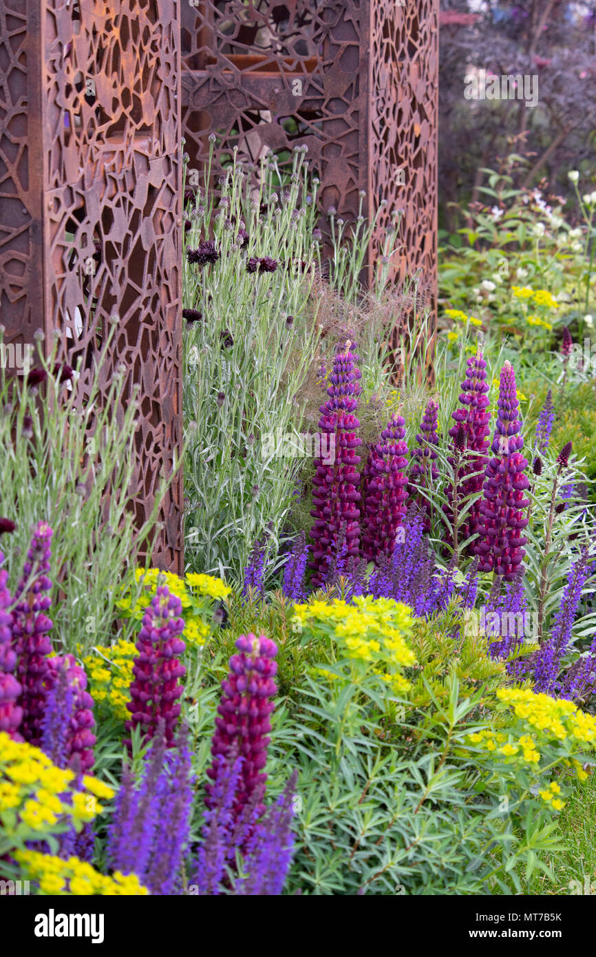 Lupinus ‘Masterpiece’ and Salvia sylvestris ‘Mainacht’ around a laser ...